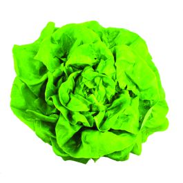Italian Canasta Salad Shop online - Eurofrutta Izzo